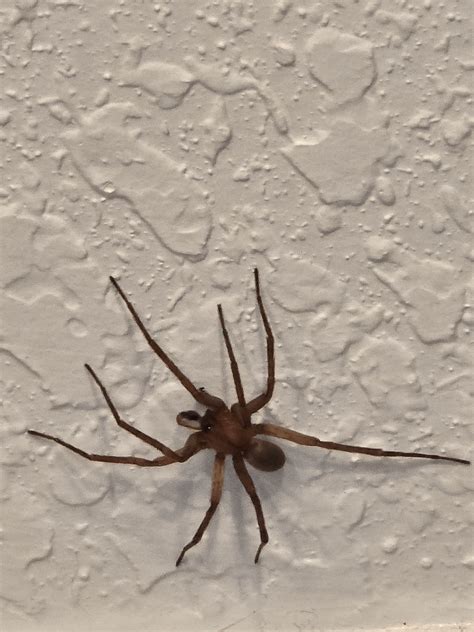 Help Identifying Northern California R Spiderid