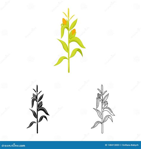 Vector Illustration Of Corn And Stalk Symbol Collection Of Corn And Field Stock Symbol For Web