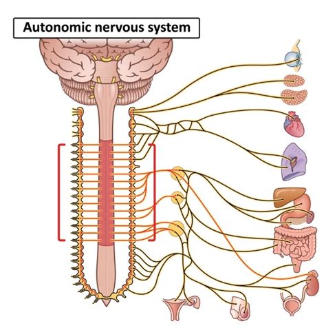 What Is The Autonomic Nervous System Responsible For 52 Off