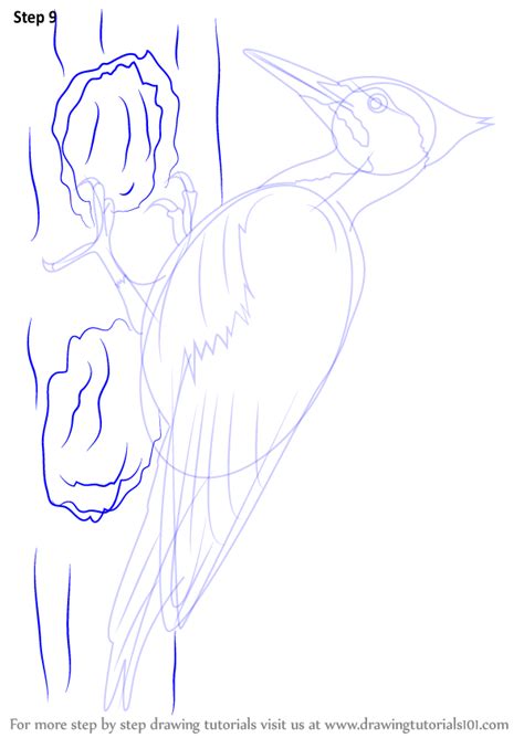 Learn How To Draw A Pileated Woodpecker Woodpeckers Step By Step Drawing Tutorials