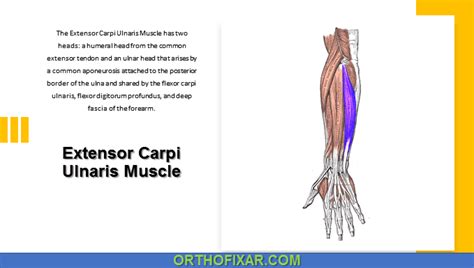 Extensor Carpi Ulnaris Muscle Anatomy