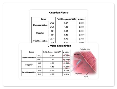 Best 2024 25 Mcat® Prep Courses Uworld Mcat Vs Others