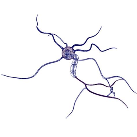 Neuron Cell Dendrites Biomedical D Model