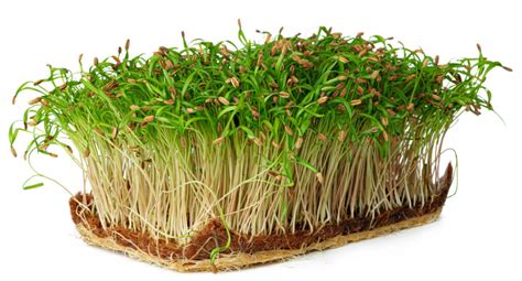 How To Sprout Wheat Microgreens And Sprouts