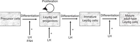 A Simple Model For The Development Of Leydig Cells Mesenchymal Like