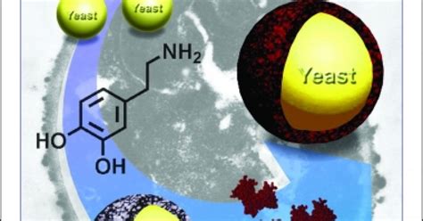 Kaist 인공포자 형성기술 개발세포 안정도 증가