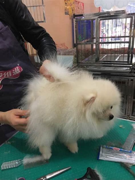 狗狗第一次美容，一臉不願意，網友看後：博美犬還是爆毛好看！ 每日頭條