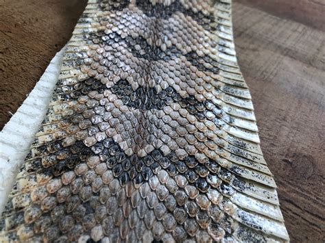 40 Canebrake Rattlesnake Timber C120 Rattle Snake Skin Etsy