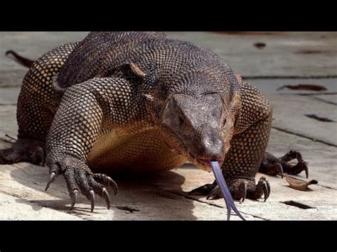 Giant Water Monitor Lizards Singapore Nature 2020 Youtube