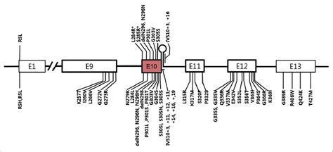 A Schematic Diagram Showing Exons Of MAPT And Locations Of Mutations Download Scientific