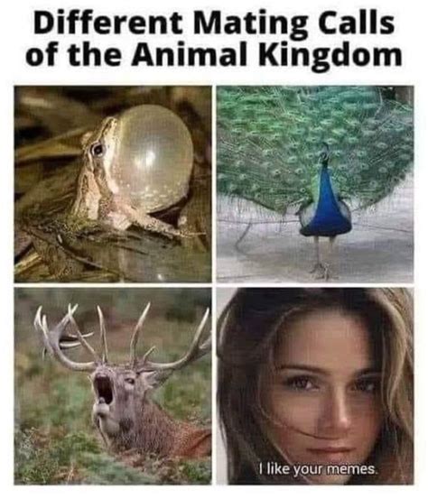 40 Memes Old But Gold A Megadump Of Classic Memes