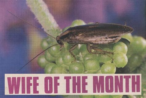 What Bug Are You Quiz Quotev