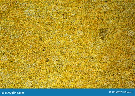 Tomato Under The Microscope Stock Image Image Of Biology Microscopic