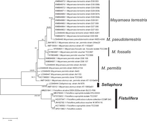 Maximum Likelihood Ml Phylogenetic Tree Based On 37 Sequences Of The