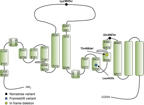 Predicted Model Of The Secondary Topology Of The Human Napi Iib Download Scientific Diagram