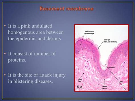 Ppt Introduction To Dermatology Powerpoint Presentation Id 2325001