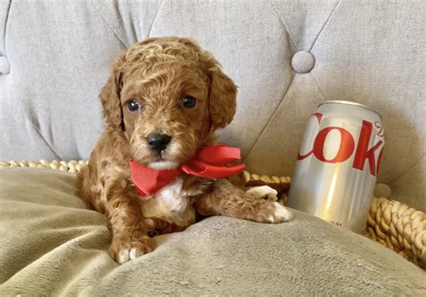 Ace Teacup Cavapoo Boy 7 15lb Cavapoo Puppies For Sale