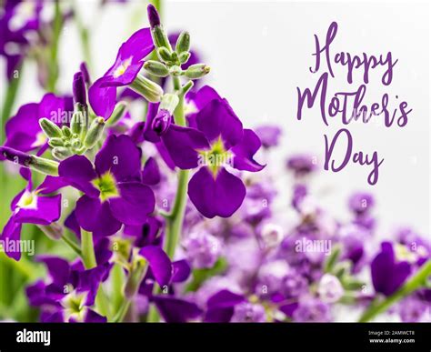 What Is A Mothers Day Flower At Kate Gask Blog
