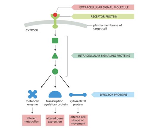 Cell Signalling Principles Flashcards Quizlet