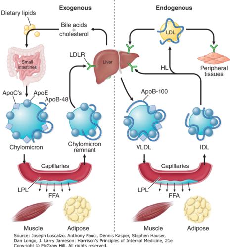 Lipids Flashcards Quizlet