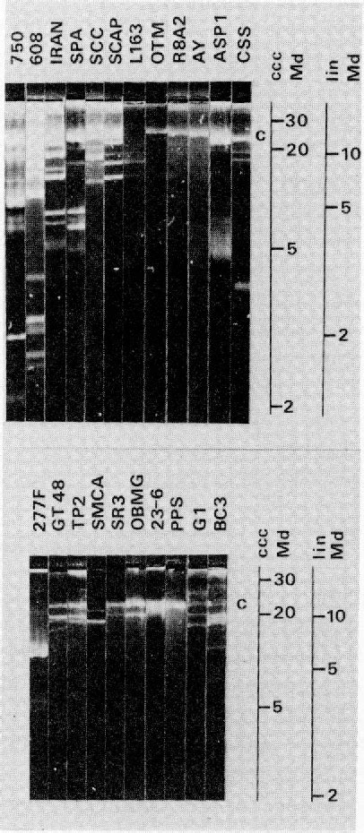 Figure 1 From Molecular Biology Of Spiroplasma Plasmids Semantic Scholar