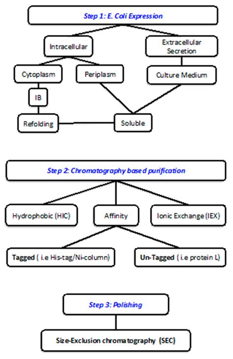 Evolution Of Escherichia Coli Expression System In Producing Antibody Recombinant Fragments