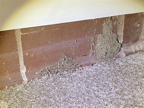 Is This From Termites Rtermites