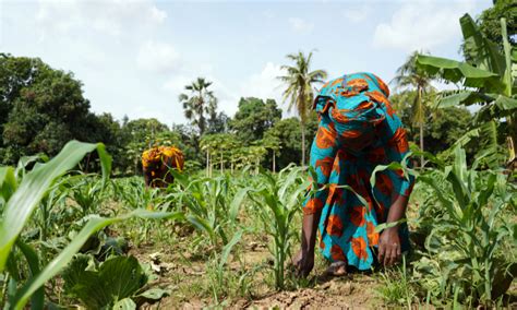 Agricoltura In Africa E Cambiamenti Climatici Il Rapporto Dellifad