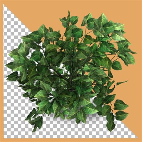 Premium PSD D Bushes Plant Isolated With Transparency