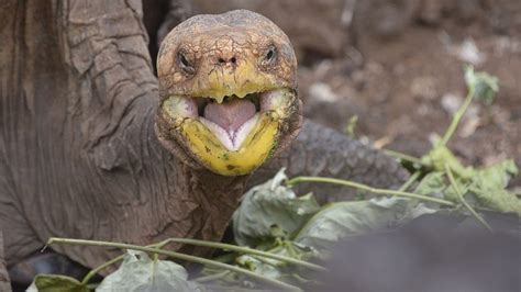 This Is The Tortoise Whose Sex Drive Saved His Species Science