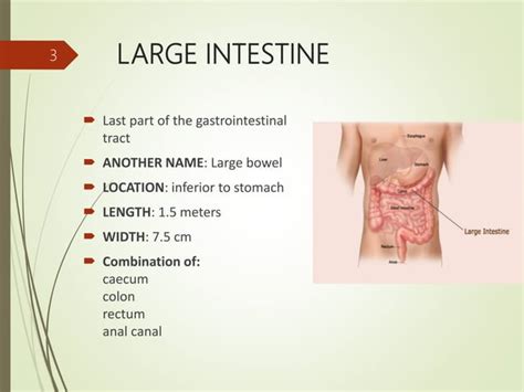 Anatomy Physiology Of Large Intestine PPTX