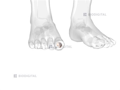Distal Phalanx Of Right Big Toe Biodigital Anatomy