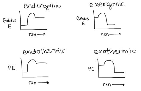 Exergonic And Endergonic Reactions