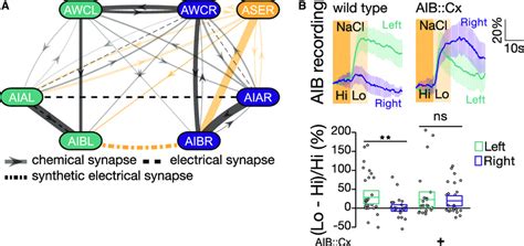 Synthetic Electrical Coupling Between Left Right Neuron Pairs A