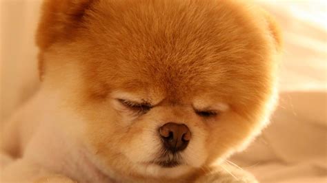 Boo Cute Puppies Wallpaper 50 Cute Puppy Pictures That You Need To See