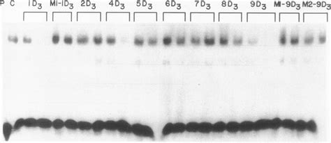 Band Shift Analysis Using Unlabeled Oligonucleotides As Competitors Of Download Scientific