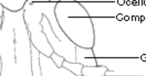 35 Diagram Of A Grasshopper With Label Labels Database 2020