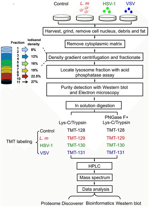 Work Flow Of The Sample Preparation For Mass Spectrometry Ms Download Scientific Diagram