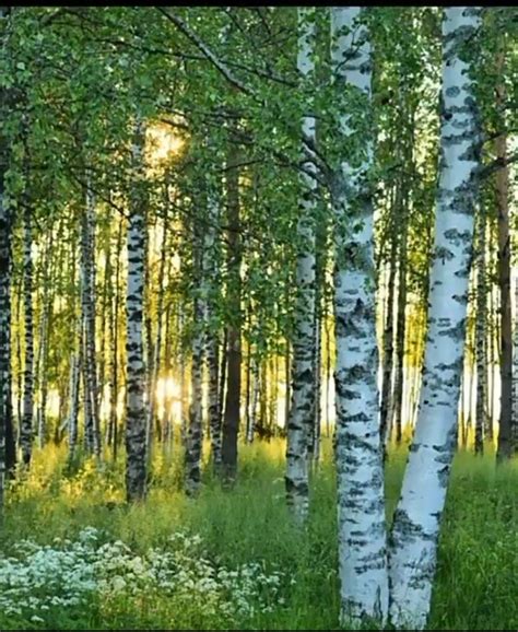 Пейзаж с березами 61 фото