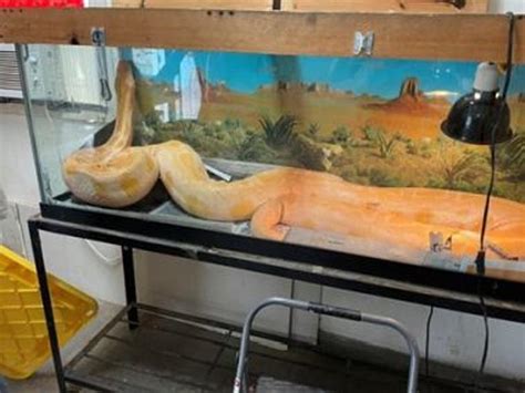 Are Albino Burmese Pythons Dangerous How Big Do They Get