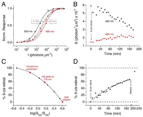 Time Course Of Dark Replacement Of 11 Cis Retinal By 9 Cis Retinal In Download Scientific