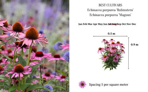 Enhance Echinacea Purpureas Beauty Discover Perfect Plant Partners
