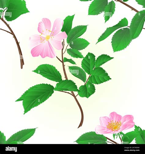 Seamless Texture Twig Wild Roses Vector Illustration Stock Vector Image