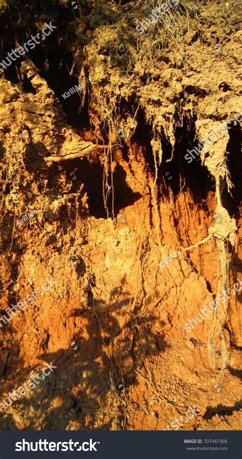 Soil Layers Tree Roots Stock Photo Shutterstock