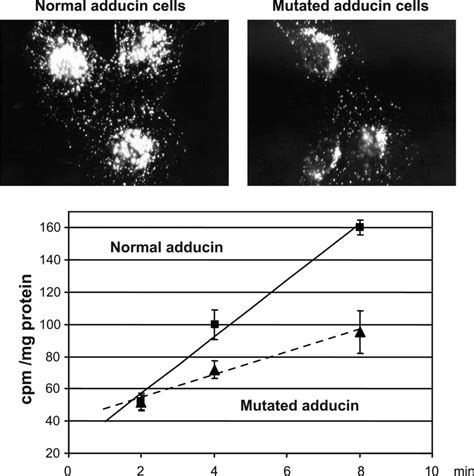 Transferrin Receptor Internalization In Nrk Cells Expressing Normal Or Download Scientific