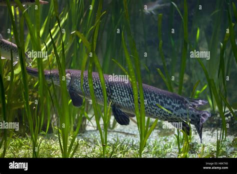 Shortnose Gar Lepisosteus Platostomus Also Known As The Caiman Gar