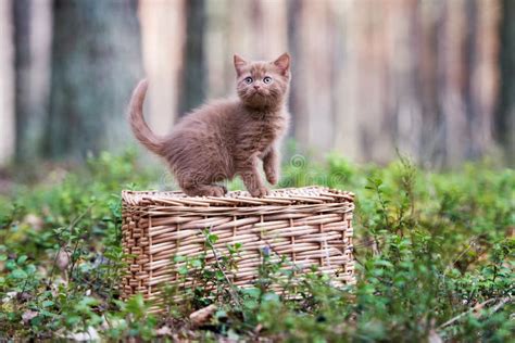 Brown British Shorthair Kitten Stock Image Image Of Adorable Cute