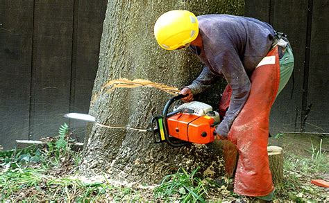 How Much A Tree Removal Cost SiteMindWeb