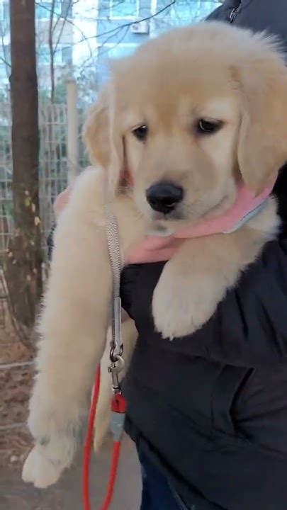 서러움 터진 새끼 리트리버 2개월 새끼 대형견이라 크다고 다른 강아지들이 피해서 서러운 상황 Shorts Youtube