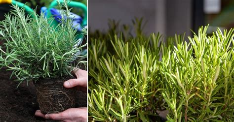 როგორ მოვიყვანოთ როზმარინი ქალაქის პირობებში